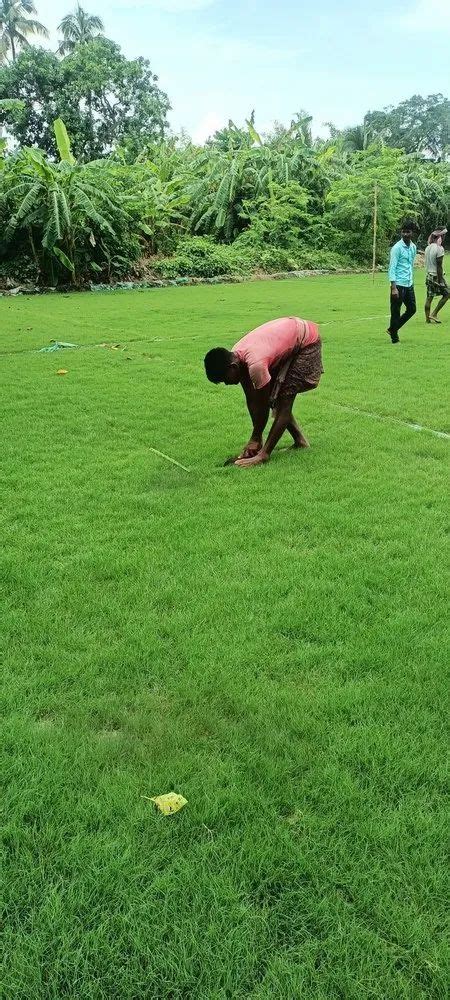 Selection Grass At Rs 375sq Ft Natural Grass In Kolkata Id 26023548412