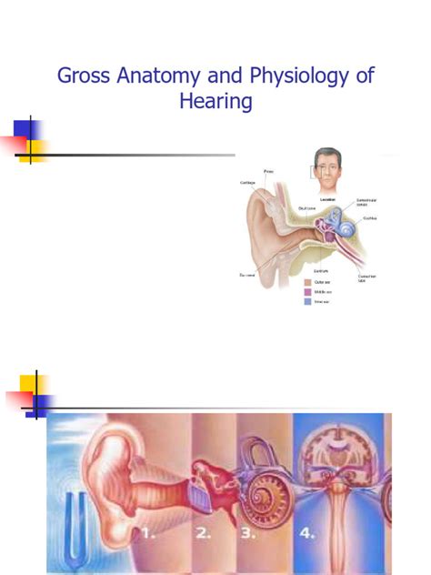 Gross Anatomy And Physiology Of Hearing 2 Pdf Ear Auditory System