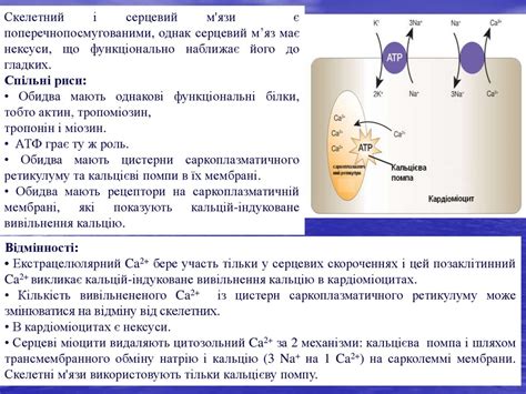 Фізіологічні властивості серця Будова серця презентация онлайн