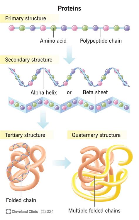 Tertiary Structure Of Protein And Bonds