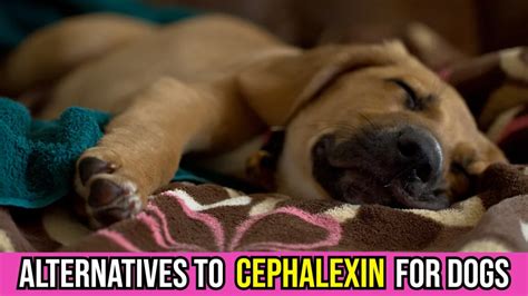 Alternatives To Cephalexin For Dogs Antibiotics For Dogs