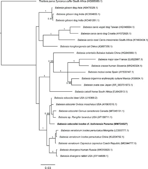 Bayesian Phylogenetic Trees For Babesia Based On The 18s Rrna Gene