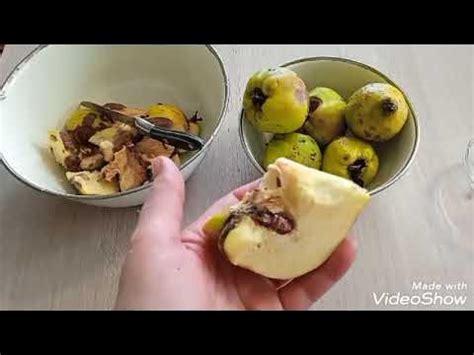Айва крупноплодная.Размножение семенами - YouTube