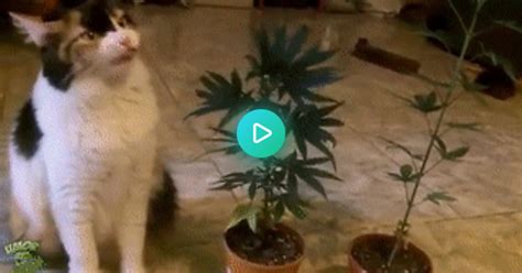 This Cat Has Very High Food Standards Album On Imgur