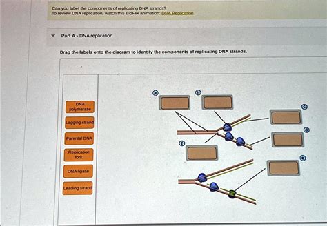 Can You Label The Components Of Replicating Dna Strands To Review Dna Replication Watch This