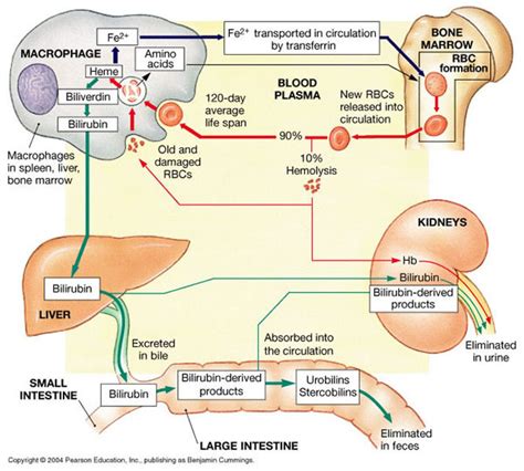 Schematic Diagram Of Bilirubin Metabolism Bilirubin Metaboli