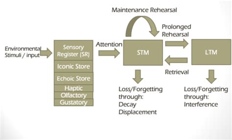 memory flashcards quizlet