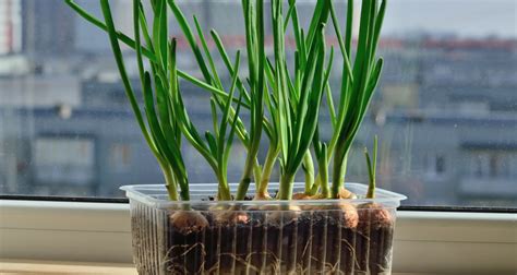 Як виростити зелену цибулю на підвіконні до Нового року Prostoway