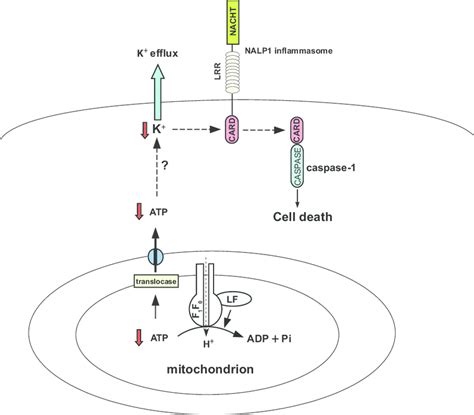 Cell Death Triggered By B Anthracis Lethal Factor The Model Shows How Download Scientific