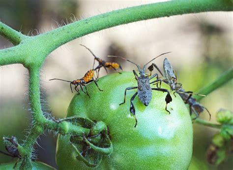 Leaf Footed Stink Bug Nymphs On Tomato Plant Leaf Stock Image Image Of Smell Pestilence 20152909