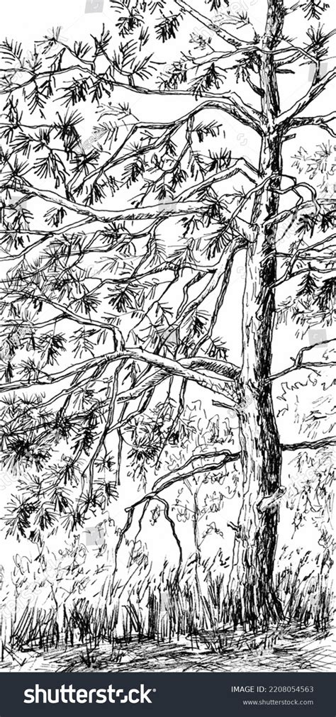 29 459 Pine Forest Sketch Images Stock Photos Vectors Shutterstock