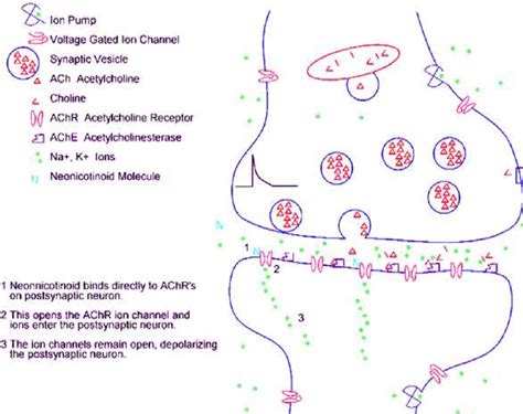 Chemical Structure Of Neonicotinoid Insecticides Download Scientific Diagram