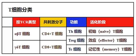 T细胞分类及标记物汇总详解版 哔哩哔哩
