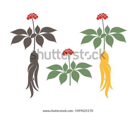 인삼백색 산삼 스톡 벡터 로열티 프리 1499625170