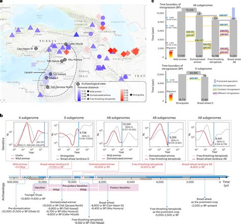 Demographic Models Of Bread Wheat Speciation A A Geographic