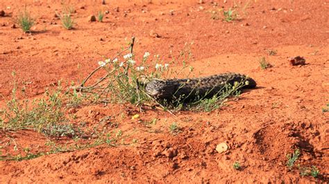 Catching Lizards To Stop Lizard Catchers New Genetic Tools To Prevent Shingleback Poaching