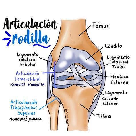 Anatomía De La Articulación De La Rodilla Anatomía Gruppo