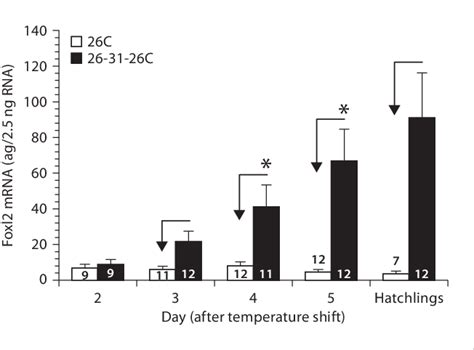 Figure 13 From Expression Of Putative Sex Determining Genes During The Thermosensitive Period Of