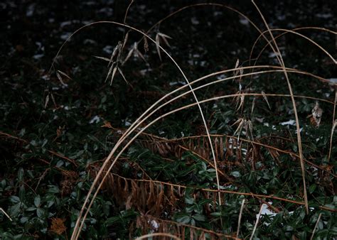 2021 winter photography joshua doodnauth
