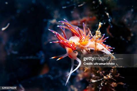 Slug Worm Photos And Premium High Res Pictures Getty Images