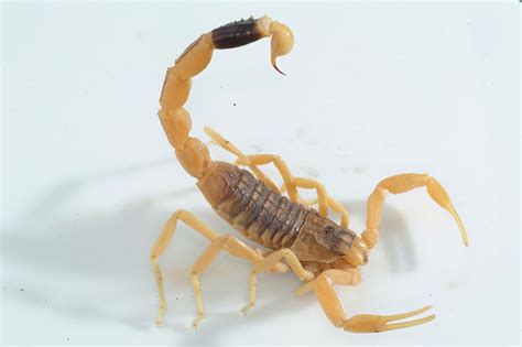 Сколько стоит яд скорпиона Цена за грамм и литр Что и сколько стоит