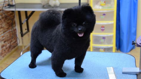 Шпиц Мишка Черный Фото – Telegraph