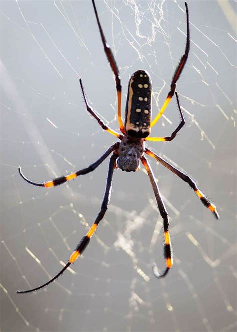 Banana Spider Bite