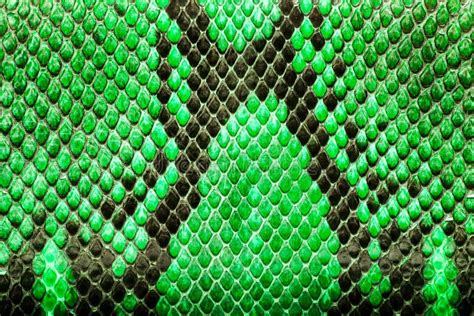 Green Python Leather Skin Texture For Background Stock Image Image Of Nature Leather 54655261
