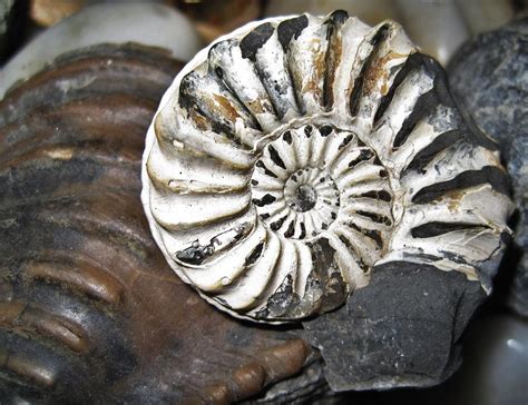 Petrified Nautilus Fossil Free Photo On Pixabay