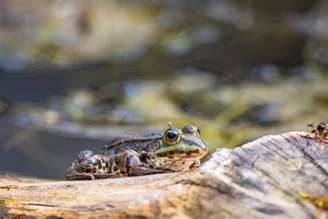 「moscito」の写真素材 17件の無料イラスト画像 Adobe Stock