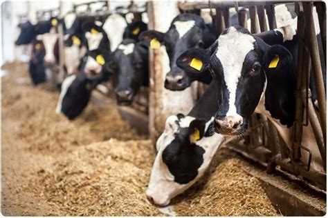 Sex Hormones In Meat And Dairy Products