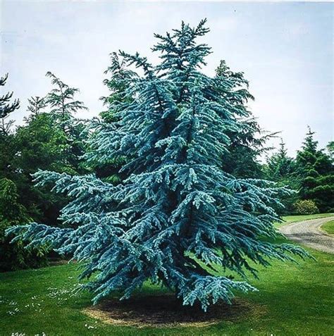 Pin By Melissa Simkulet On Garden Front Blue Atlas Cedar Cedar Trees Evergreen Trees