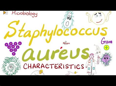 Free Video Staphylococcus Aureus Characteristics Microbiology And Infectious Diseases From