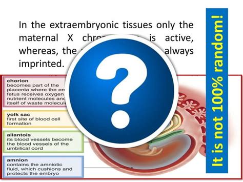 X Chromosome Inactivation Pptx