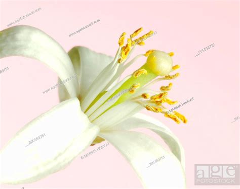 Pistil, Stock Photo, Picture And Royalty Free Image. Pic. IBK-593751 ...