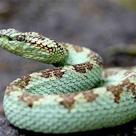 How Poisonous Is A Viper DIY Seattle
