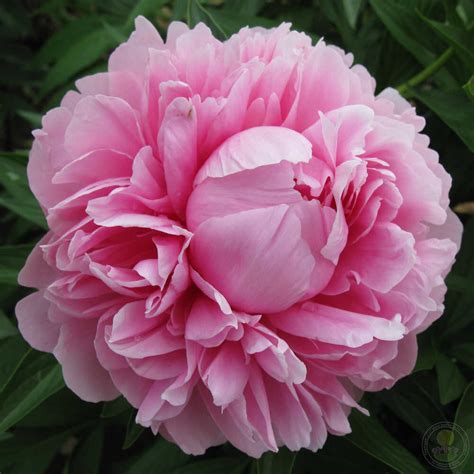 Пион Бесс Бокстос (Paeonia Bess Bockstoce) купить в Москве по низкой ...