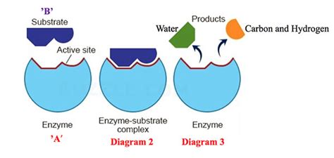 Enzyme Substrate Complex Example