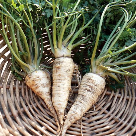Parsley Parsnip The Diggers Club