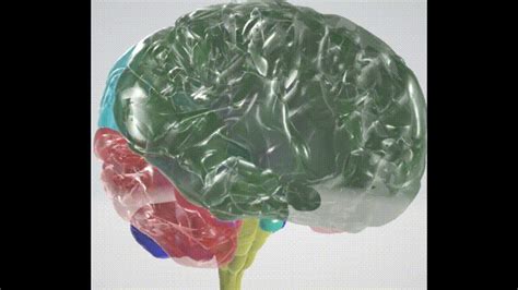🧠 3d Human Brain Anatomy With Frontal Parietal Occipital Temporal Lobes And Brain Stem・ Stl