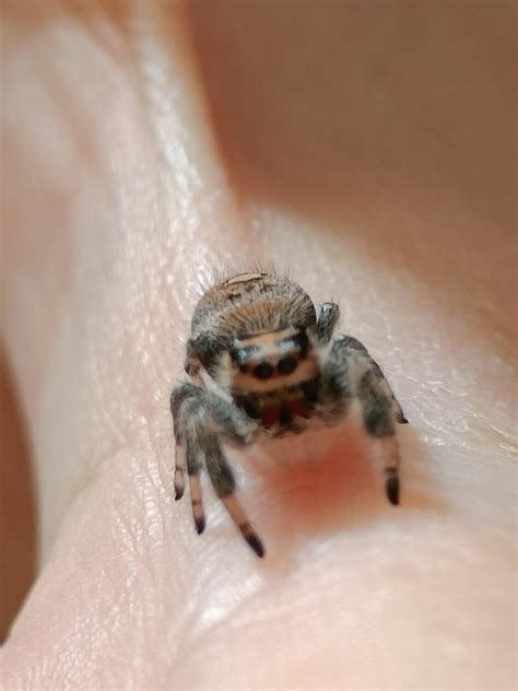 Phidippus Regius L6 L7 Jumping Spider Florida X Soroa X Bahamas