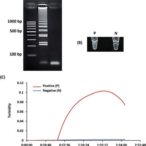 Optimization Of The Lamp Reaction The Lamp Assay Was Assessed Based On