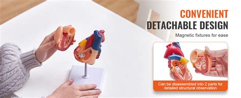 Mophorn Human Heart Model 2 Part 11 Life Size Anatomically Accurate Numbered Anatomical Heart