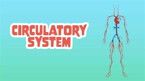 Circulatory System Facts