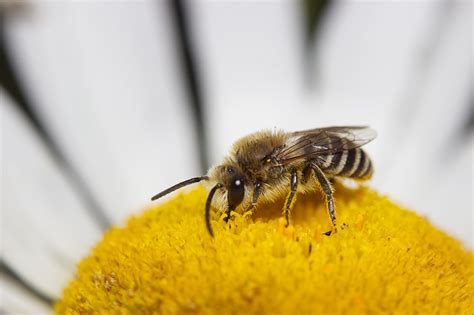 벌 꿀벌 곤충 Pixabay의 무료 사진