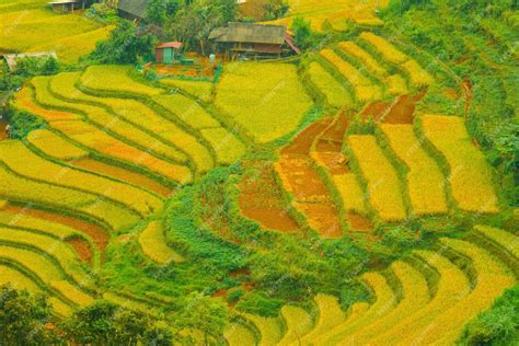 베트남 북부 사파 Sapa 시 근처 무캉차이 Mu Cang Chai 마을의 황금 계단식 논 프리미엄 사진