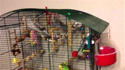 ტალღოვანი თუთიყუშები როკო და ჩიკო Youtube