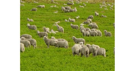 Спират парите за тръни