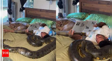 This Is Insane Man Calmly Reads Book On Bed With A Massive Python
