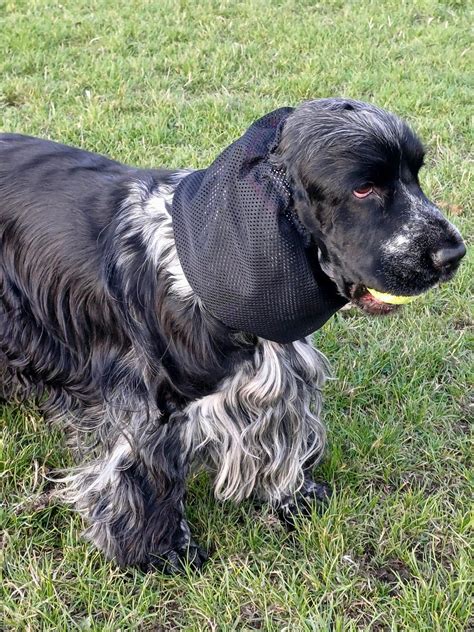 Breathable Snood For Cocker Spaniel Airtex Mesh Snood Redgranate Etsy
